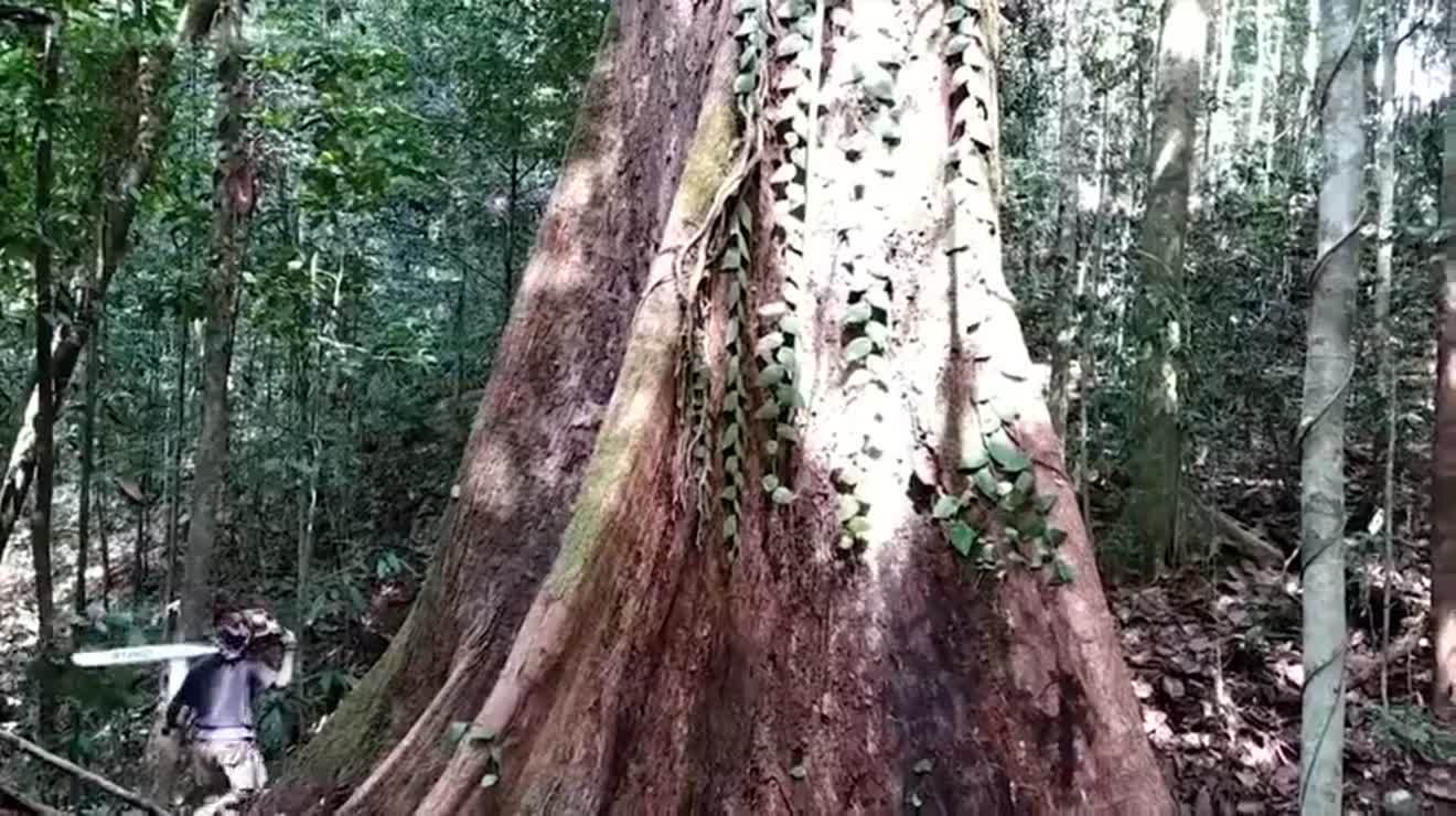 好大的一棵大树遭砍伐,一棵直径3米粗的大树,就是这样砍伐的