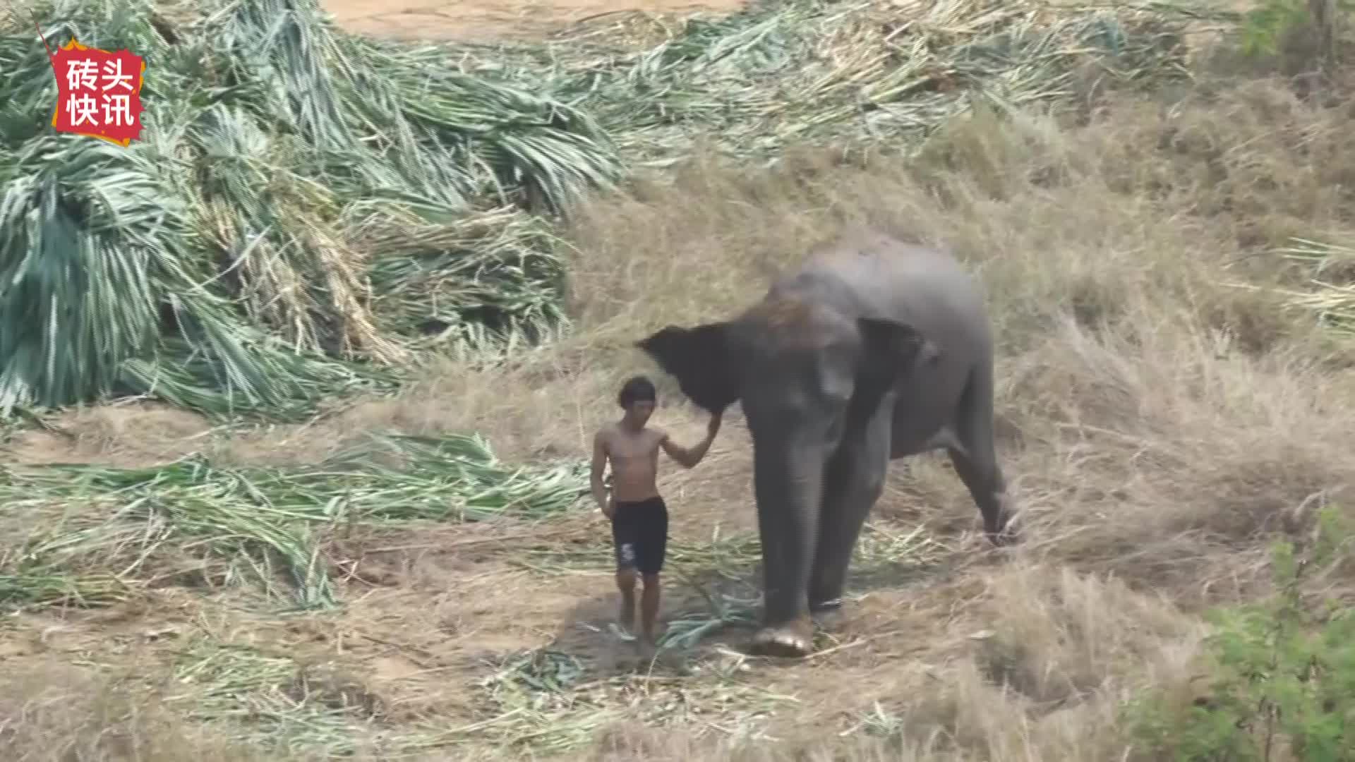 泰国象球比赛场地 训练员虐待大象惹争议