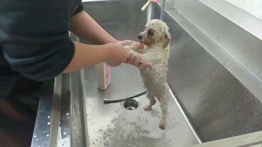 一分钟教会你,怎么给狗狗洗澡