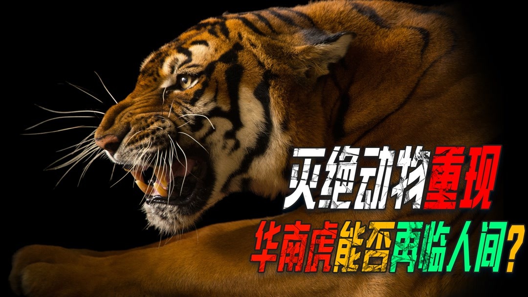   被宣布灭绝的动物都再次出现,那野生华南虎,什么时候会出现呢