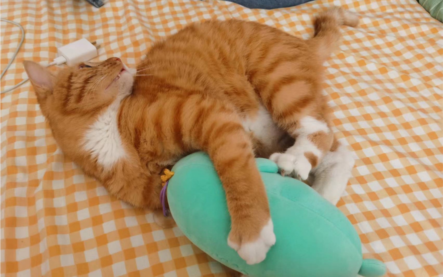 前臂加压止血夹板固定