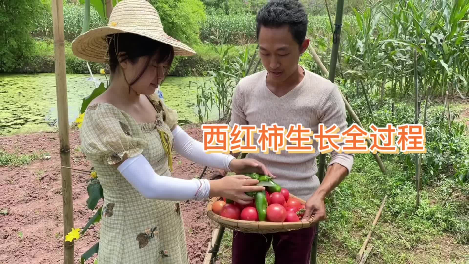 管子哥种植西红柿番茄生长全过程,栽苖施肥,开花结果,收获享用