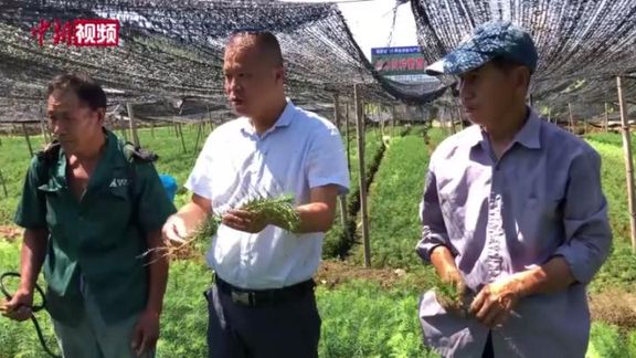 深山里的中国杉木种质资源库:育种摇篮 领跑全球