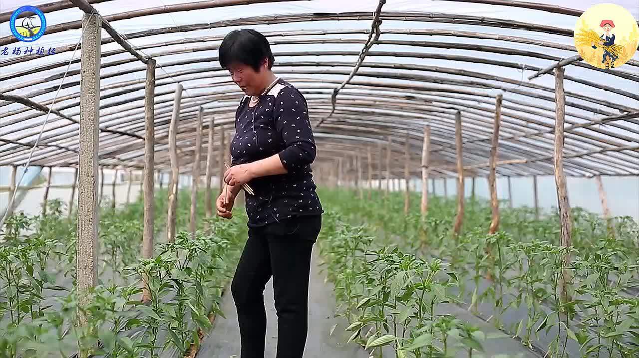 老杨种植经:菜农大棚种植经验,合理的管理辣椒,可以提高产量