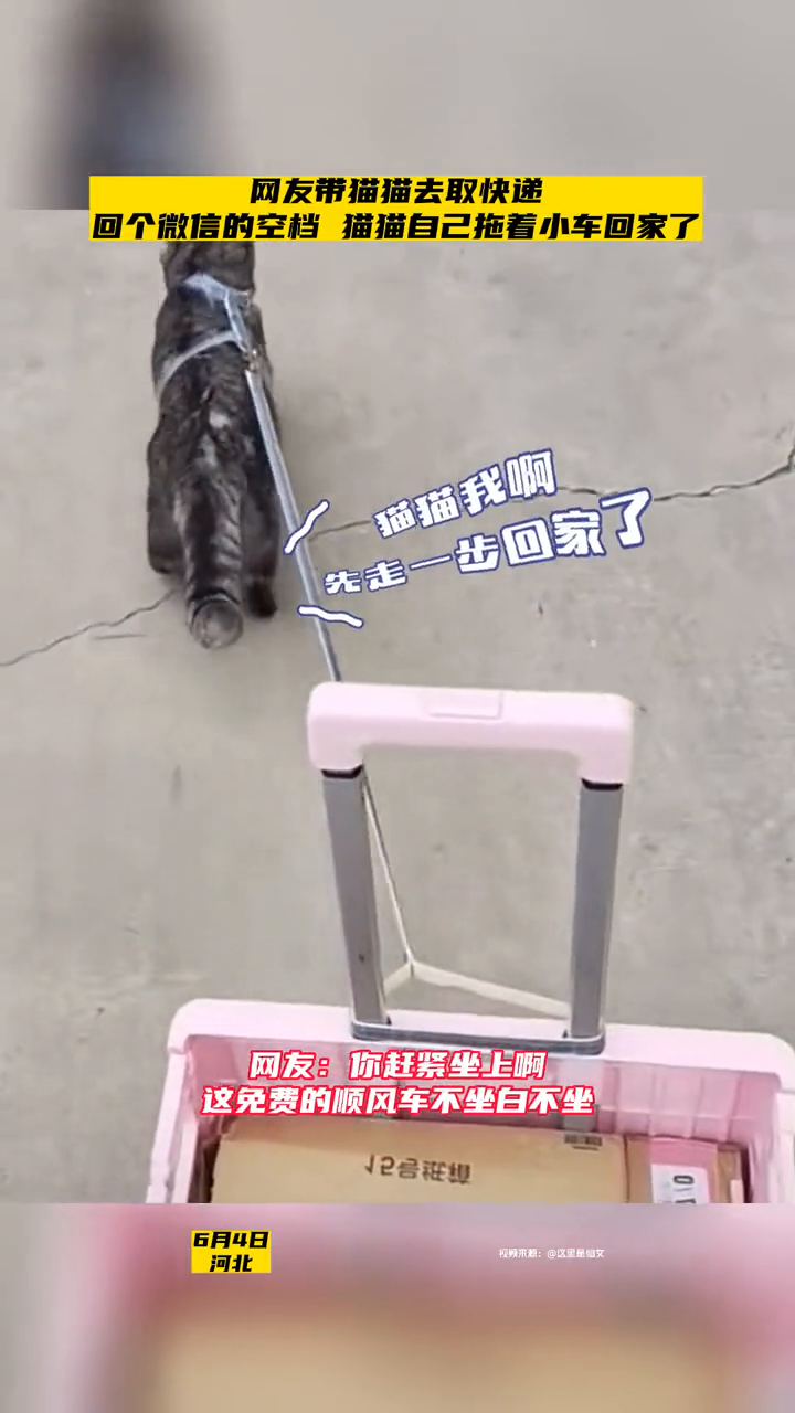 主人取完快递回微信的档儿,猫猫拖着快递小车回家了