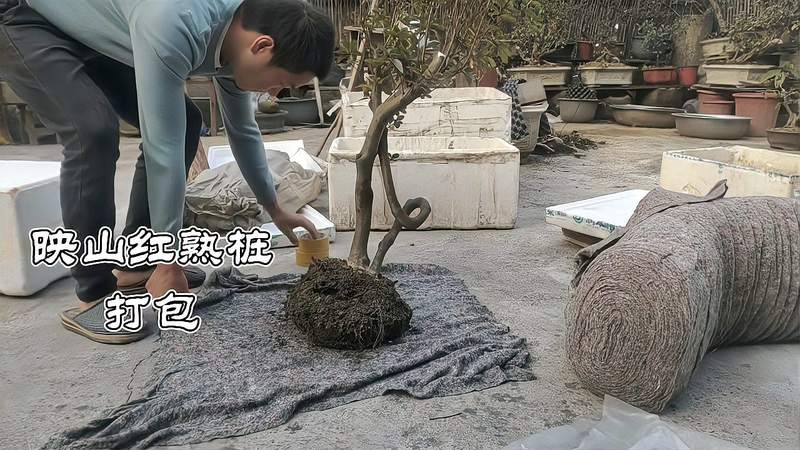 打包一棵映山红熟桩,出嫁,满树的花包,明年就可以观赏花开