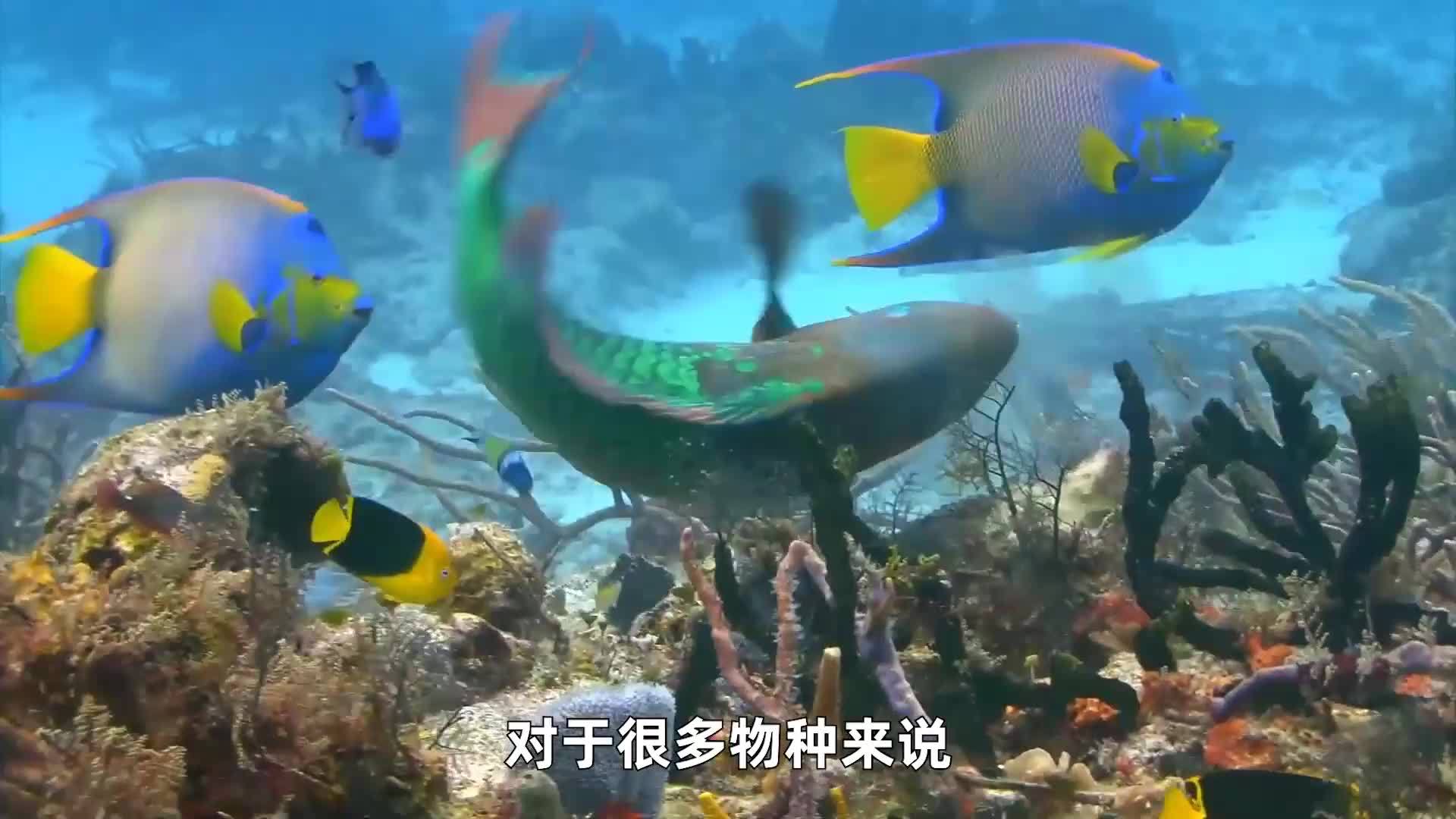 寿命最长的动物是什么?