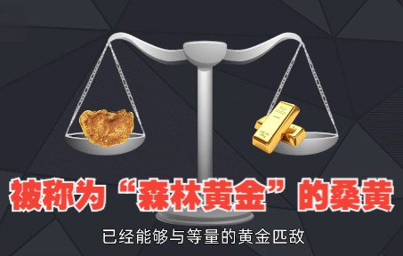 桑黄是怎么形成的?被称为“森林黄金”的桑黄,值不值千元一斤?