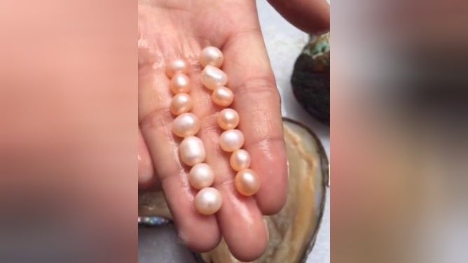 赚大了!一个蚌壳里全是高品质的珍珠,强迫症一颗颗挤出来好爽