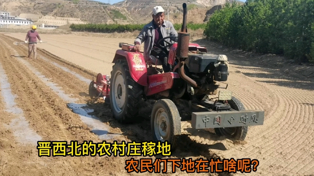 晋西北黄土高坡的庄稼地种植啥?一年一茬地,靠天吃饭会有好收成吗?