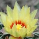 喜欢吃牛排的左丘华彩 