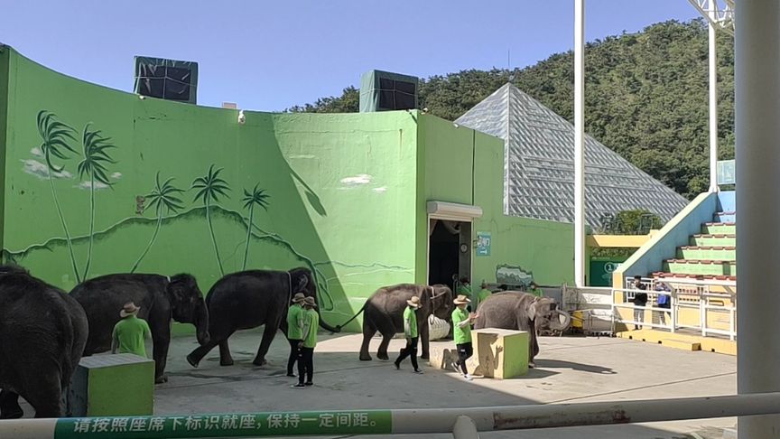 大连森林动物园,大象开始出场表演了!