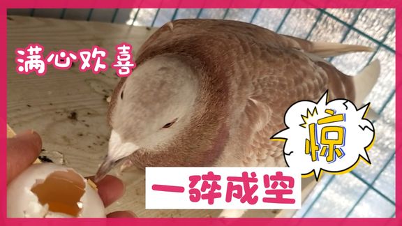 满心欢喜的迎来了第一个受精蛋 ,不知怎么的碎了!伤心了 !