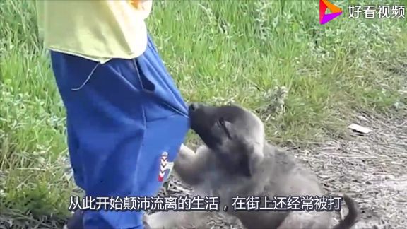 流浪狗狗咬着小男孩的裤腿不放,男孩都快被它吓哭了