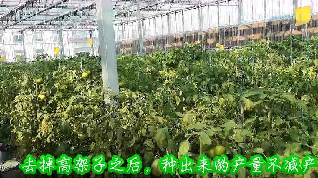 参加寿光举办的栽培种植技术培训,讲解栽培技术区别好处