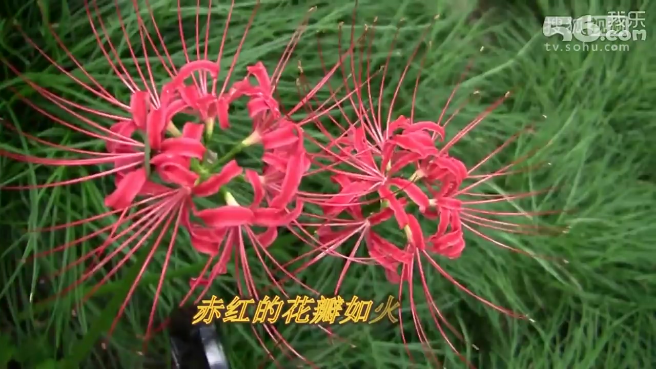 蔓珠莎华 花儿开放(2) 超清