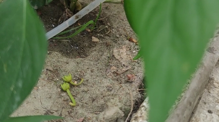最简单的滴灌技术