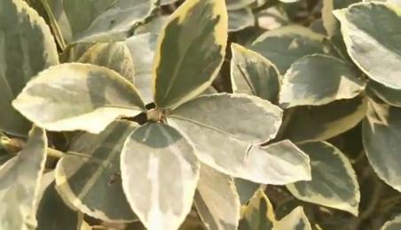 绿化带里种植的金边黄杨,适合绿篱的最佳植物,冬季依然生机勃勃!