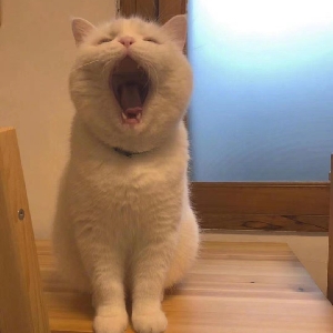 南城卓少 