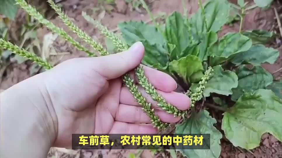 车前草,农村常见的中药材,我们如何种植管理?