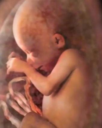 【3分钟看生命孕育全过程:每一个生命的诞生都不容易】#人生第一次# ...