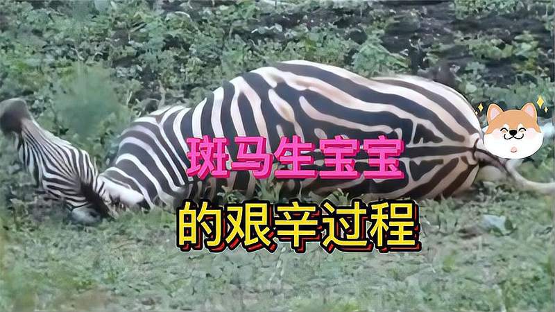 斑马生产过程,痛苦地挣扎,同伴却帮不上忙