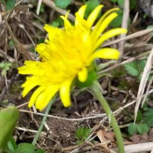 湘农老花 
