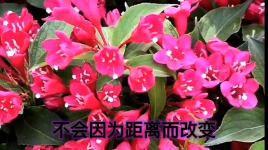 不管你我相隔有多远,不会因为距离而改变,爱你的心永远不会变,