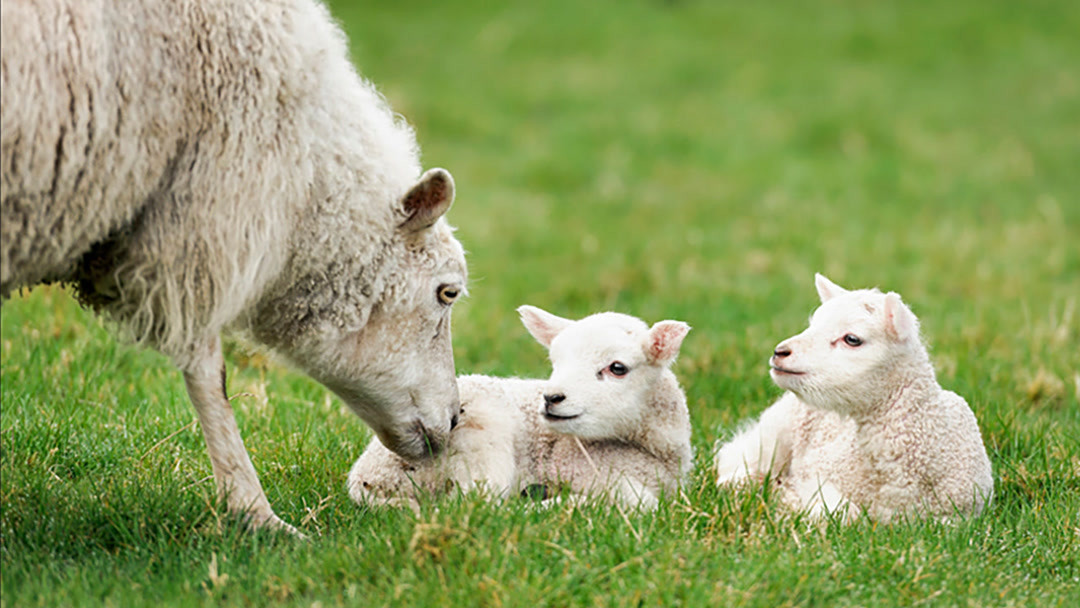 山羊妈妈难产,发出痛苦的嘶吼,镜头记下全过程!