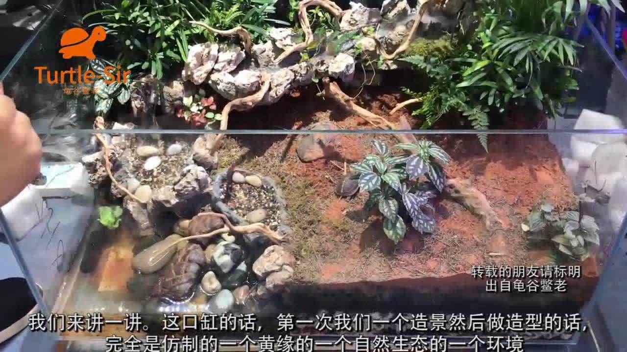 超美黄缘闭壳龟仿原生态龟缸设计思路和如何防越狱