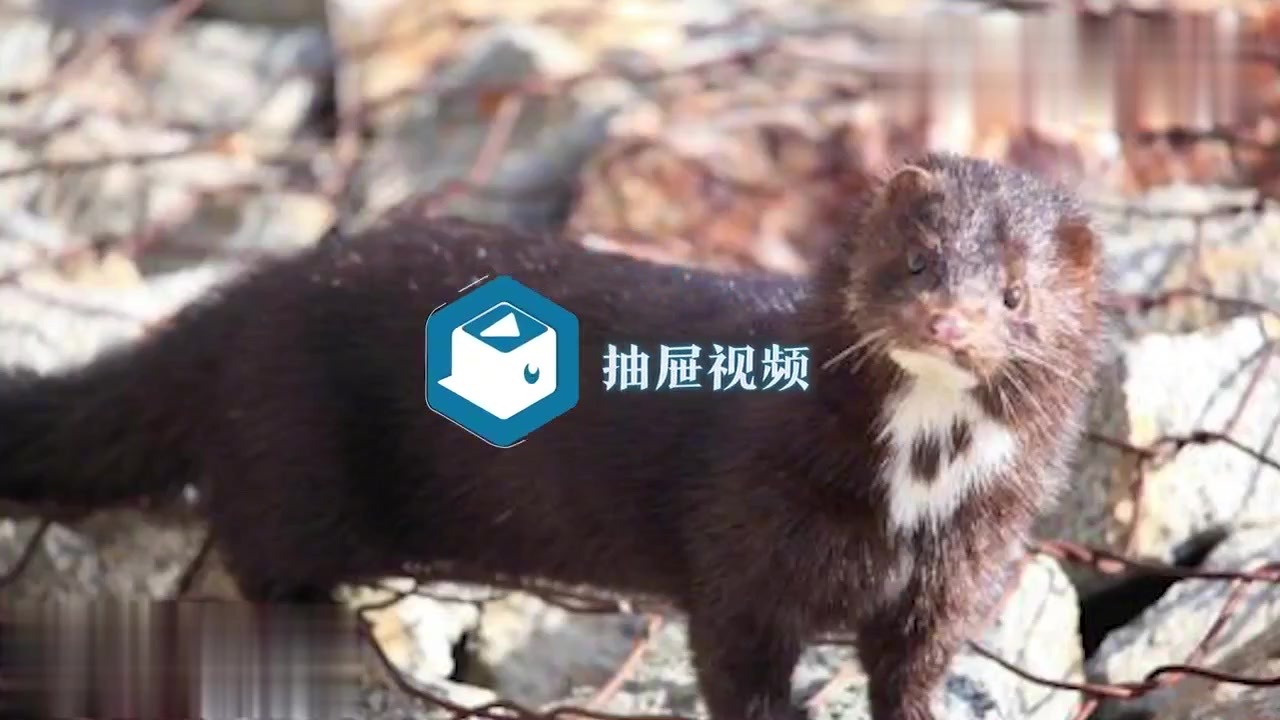 拉脱维亚水貂农场新冠病毒失控?人与动物反复交叉感染