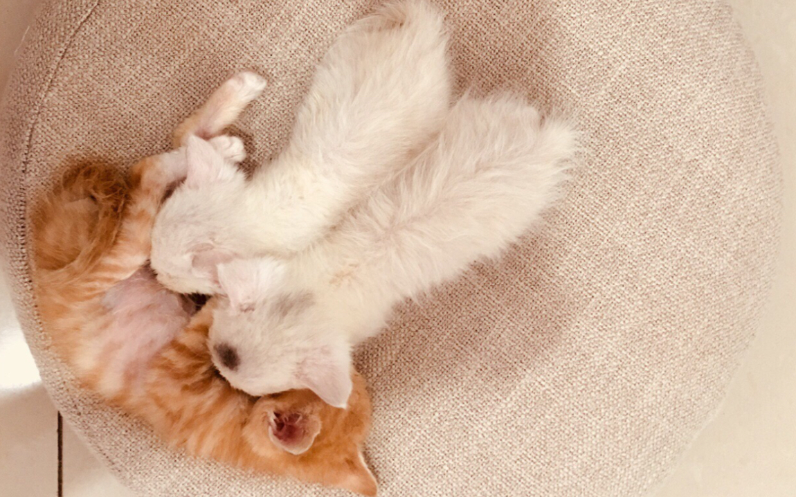 吸猫的男人太. 太宠猫咪啦吧!