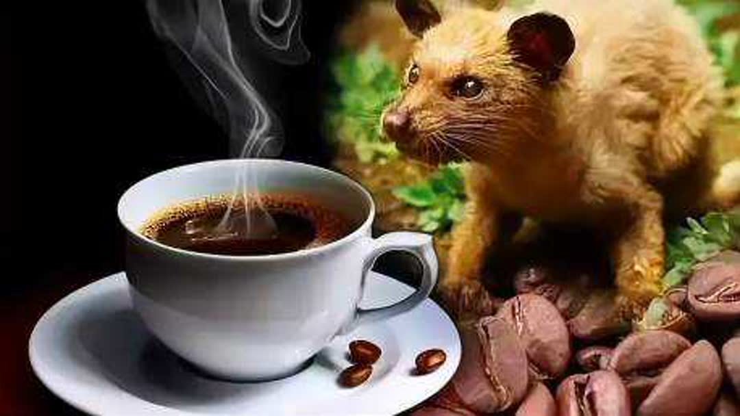 闻起来香的猫屎,印尼猫屎咖啡原来是这样制作的,敢来尝试吗?