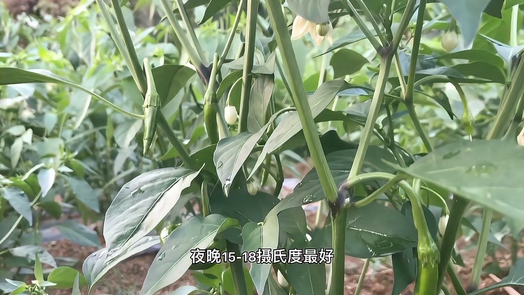辣椒种植只要3个步骤,这样种出来的辣椒不仅多还大