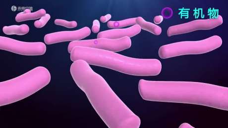 「3D生物」细菌的营养方式