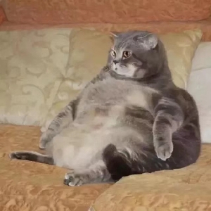 豌豆呱唧唧 
