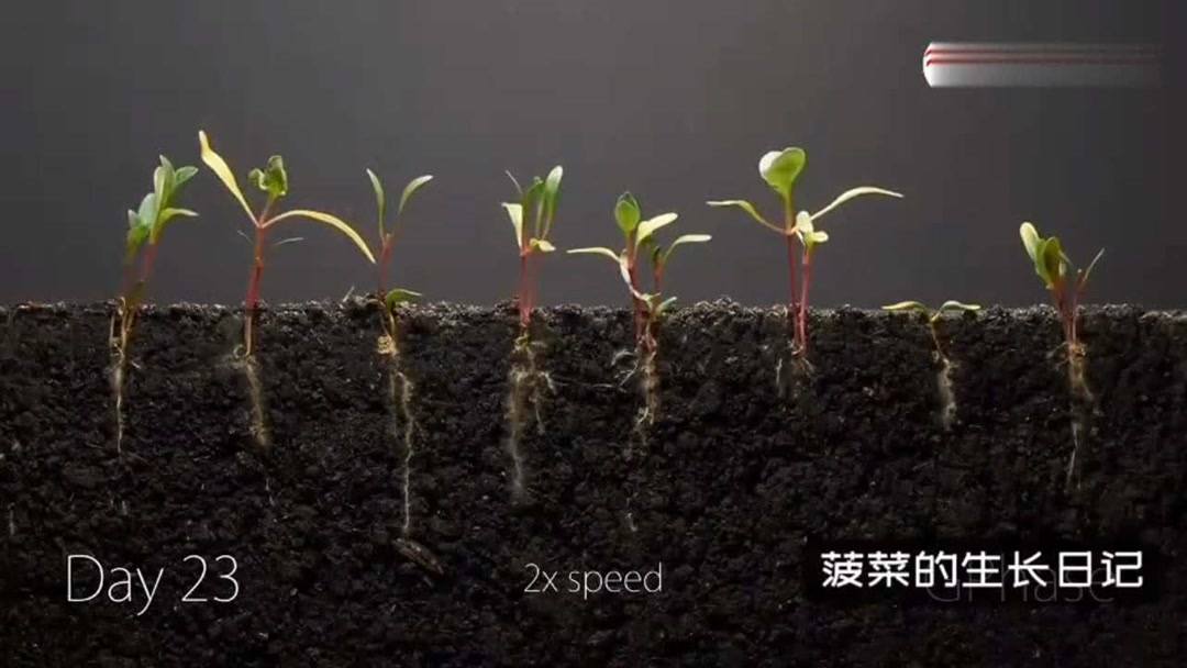 从未见过的生长日记,高清摄像机记录下的菠菜40天的生命历程