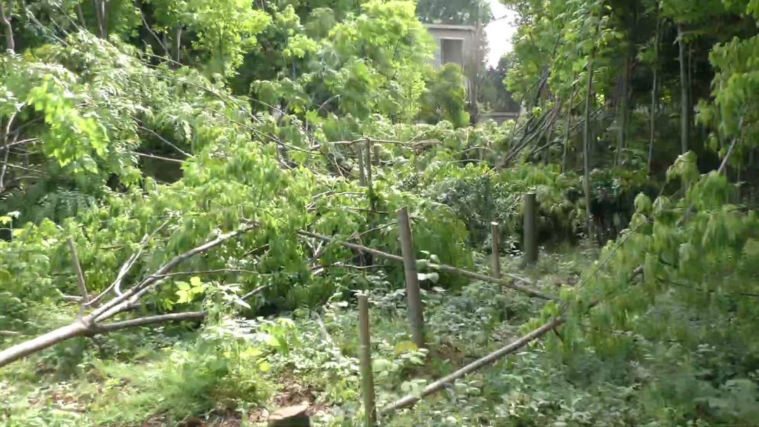 南阳一绿化公司百余棵树木被恶意砍伐毁坏