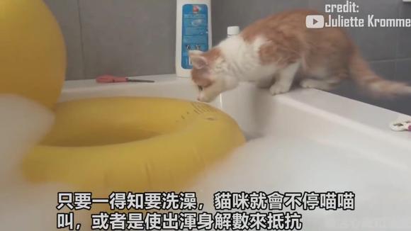 睁大眼放空～猫咪「紧抱奴才」,装可怜不洗澡:快点救救我啊…