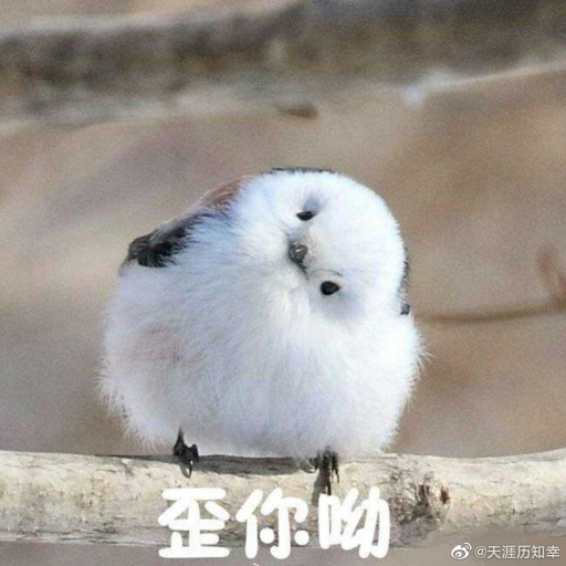 不咕咕2333 