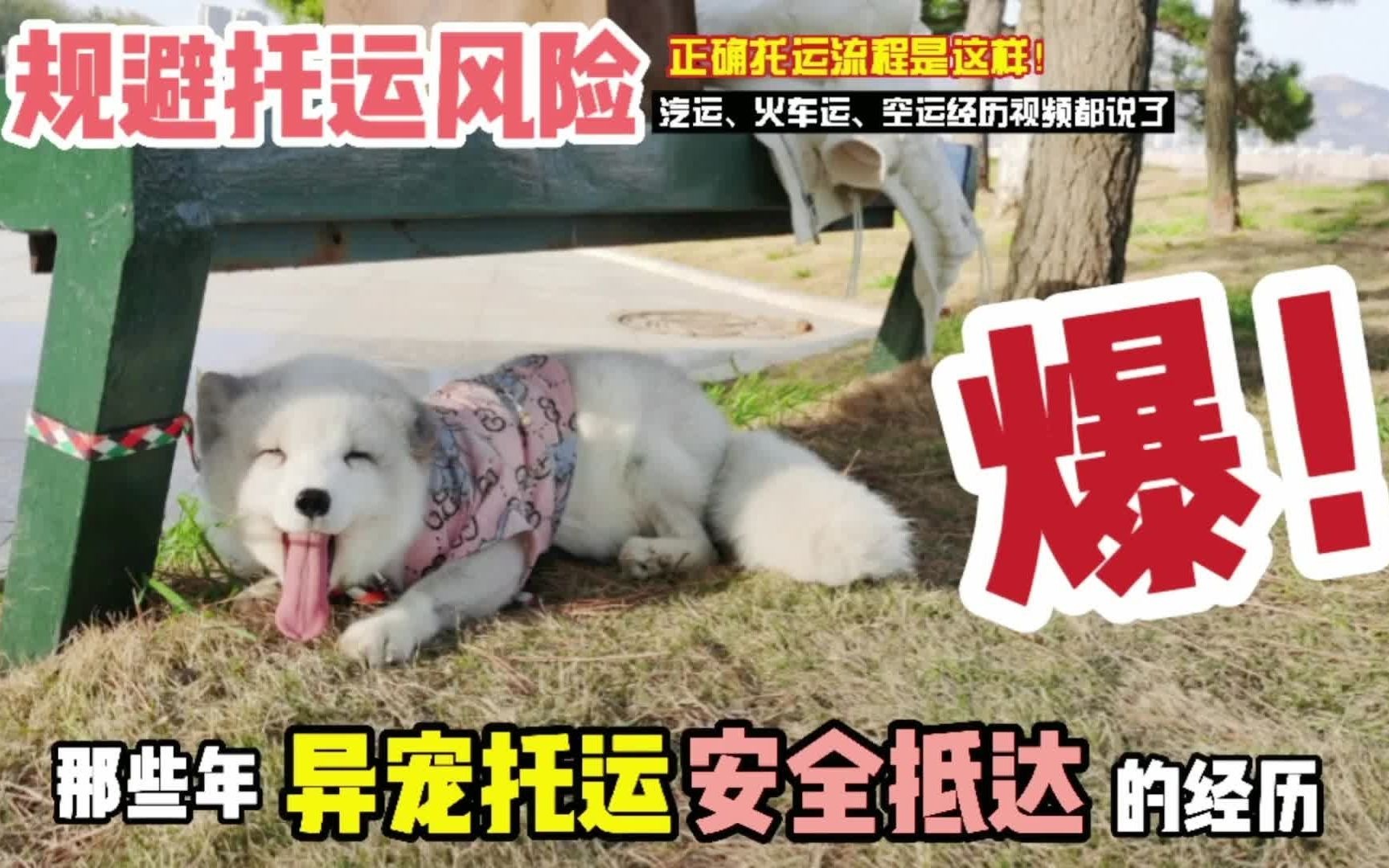 宠物汽运、火车运、空运都安全抵达,我是如何规避托运风险的?