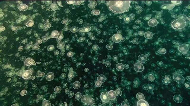 对人毒性最强生物,十大毒王之首,外号“海黄蜂”