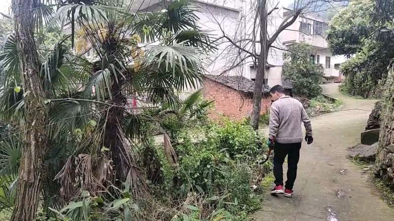 小时候的玩过棕树心也能吃,农村小伙爬树摘棕心准备炒着吃
