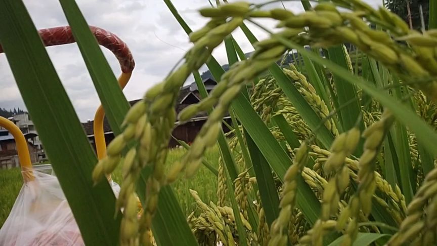 转眼间今年的稻谷又将成熟,不知不觉青春已远去。