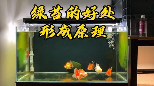 鱼缸绿苔的好处,形成原理,和爆藻过程中的一些现象及处理方法