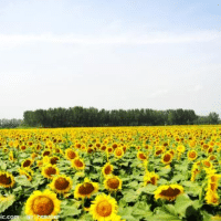 空中优美的舞姿 