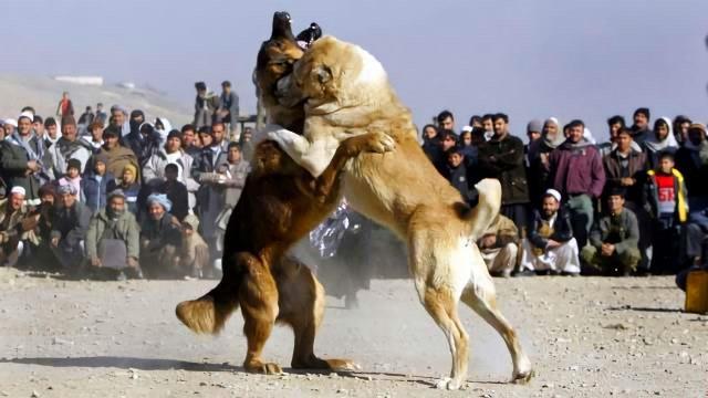 世界上战斗力最强的5种猛犬,比特犬也只能垫底!