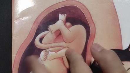 宝宝是怎么出生的