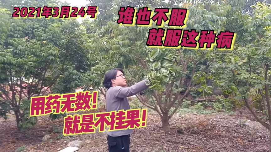 十几年黄皮树几年才挂一次果,甚至连续三年不挂果,这病影响最大