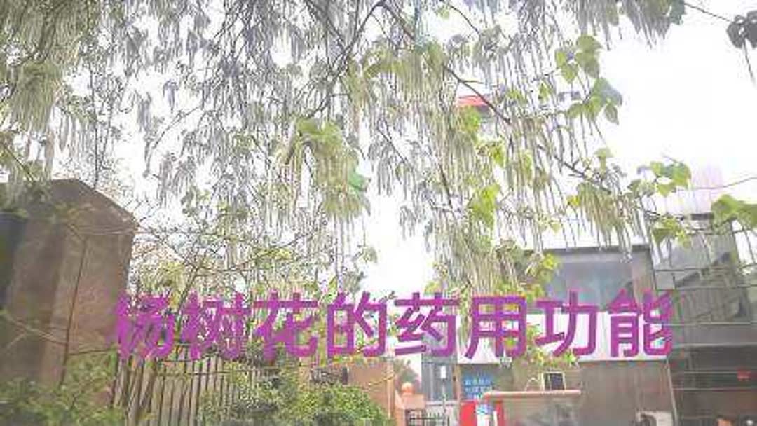 杨树花可以食用,对人和畜禽都有着清热解毒化湿止痢的功效和作用